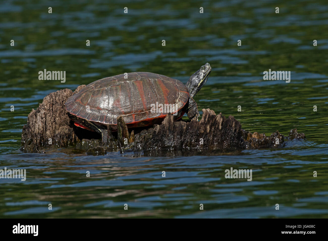 Laying red surface hi-res stock photography and images - Alamy