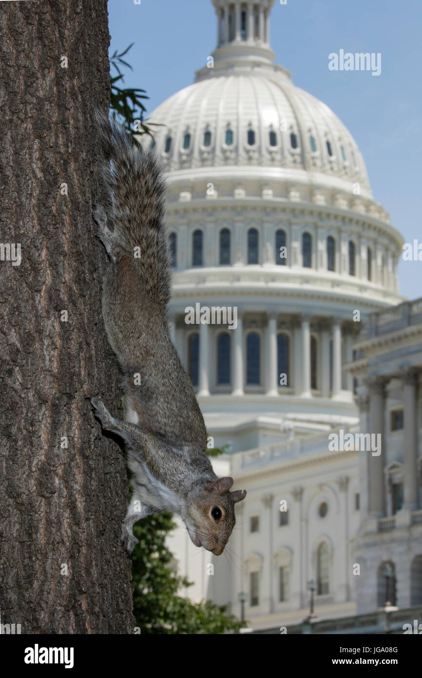 Eastern gray squirrel (Sciurus carolineses), Washington DC, with U.S ...