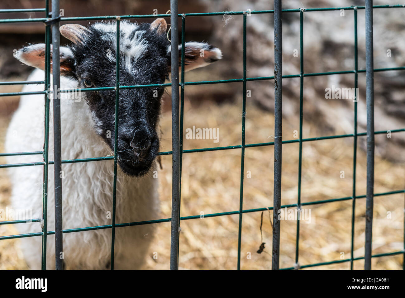 Dingle farm hi-res stock photography and images - Alamy