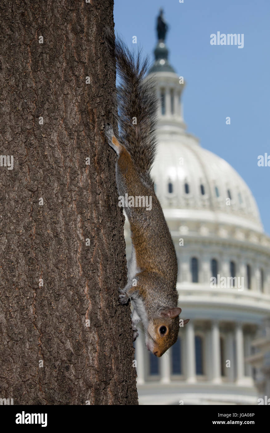 Conservation of urban wildlife hi-res stock photography and images - Alamy