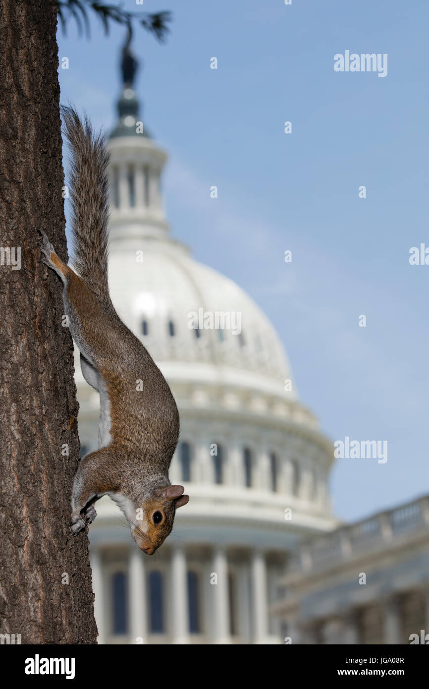 Dc life hi-res stock photography and images - Alamy