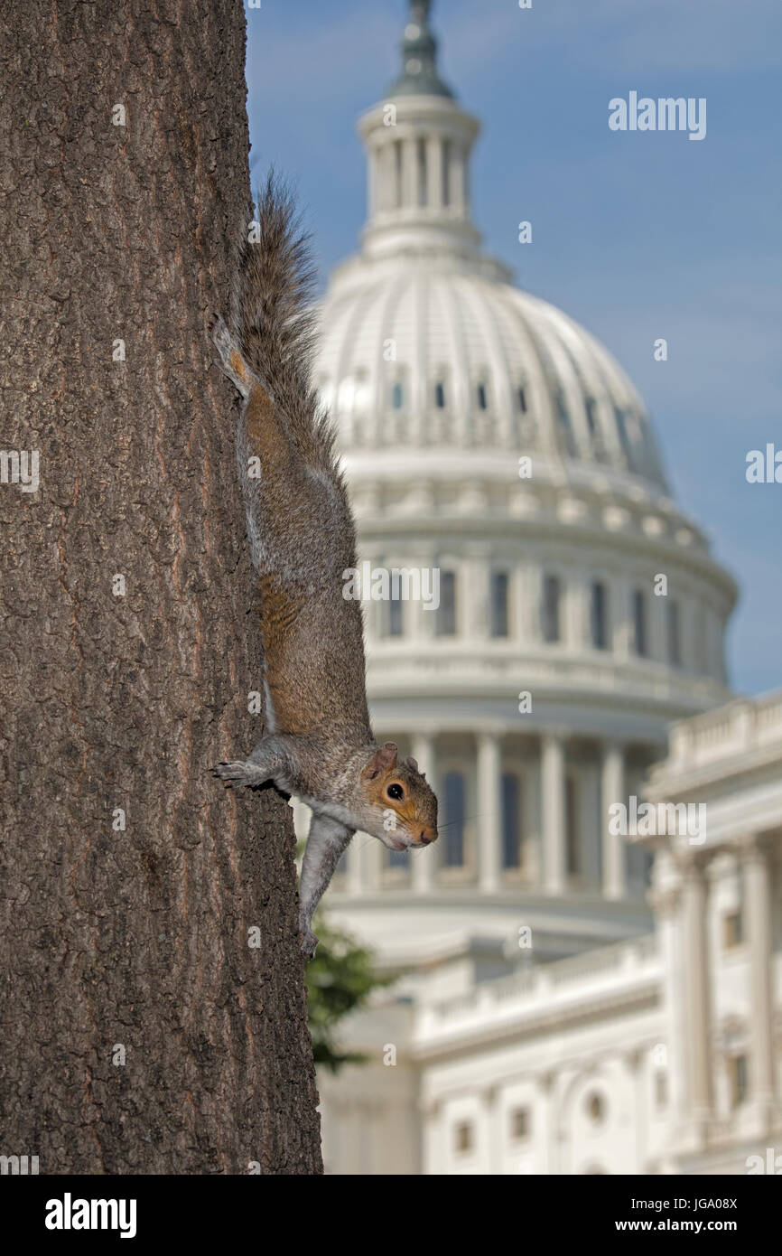 Washington dc wildlife hi-res stock photography and images - Alamy