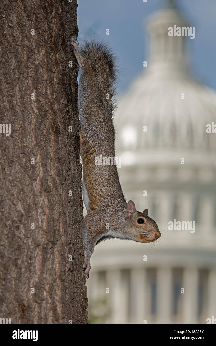 Building creature hi-res stock photography and images - Alamy