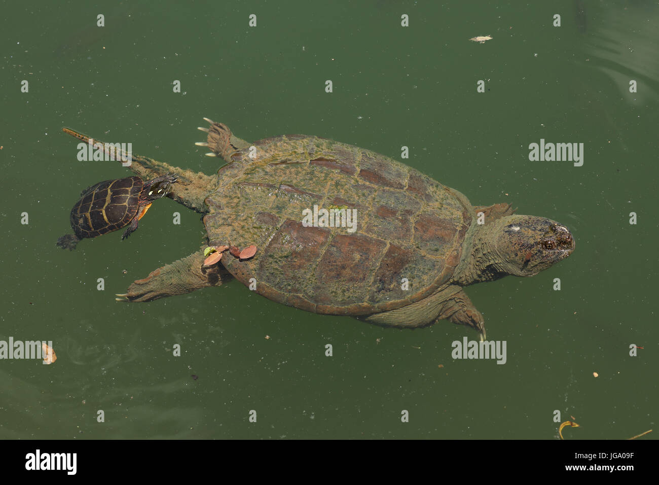 Snapping turtle, Chelydra serpentina, and painted turtle Chrysemys ...