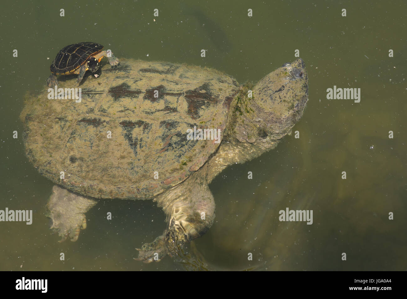 Snapping turtle, Chelydra serpentina, and painted turtle Chrysemys ...