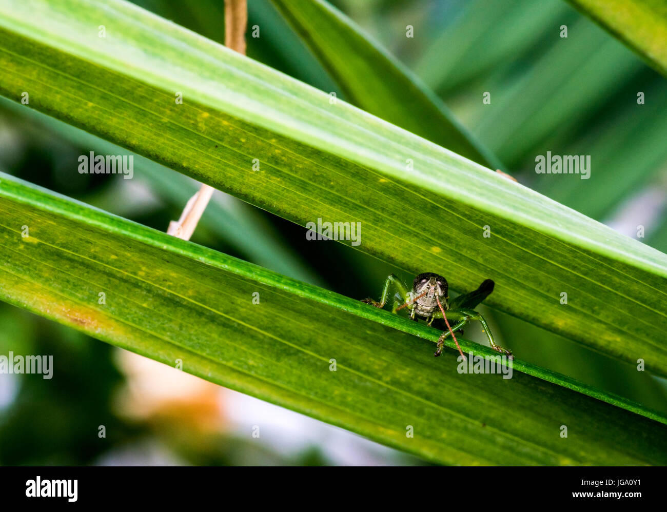 Wild cricket resting on a plant leaf Stock Photo - Alamy