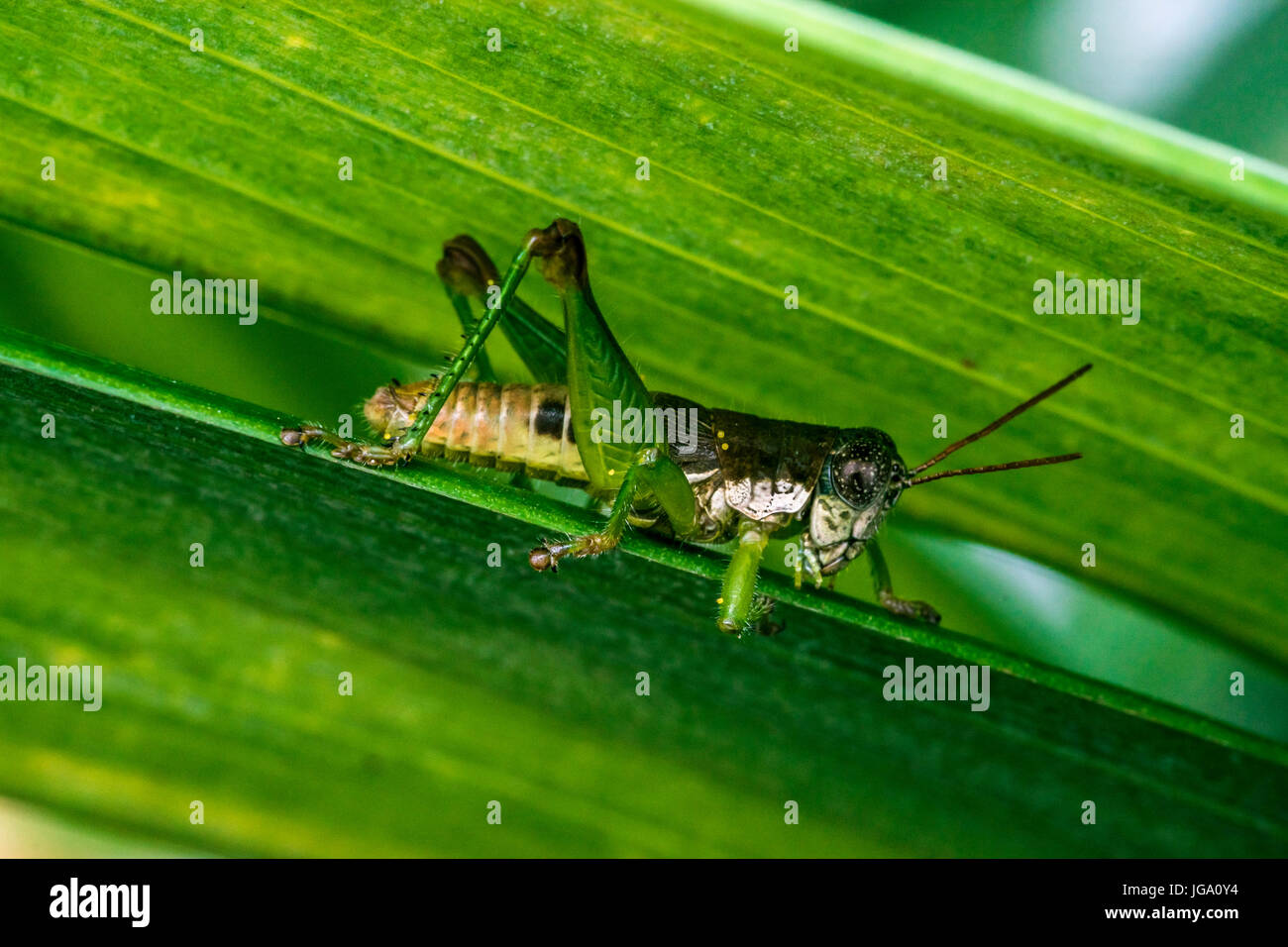 Wild cricket resting on a plant leaf Stock Photo - Alamy
