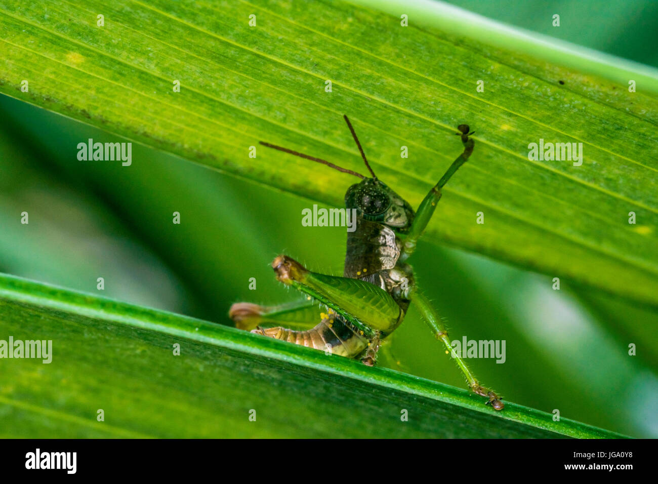 Wild cricket resting on a plant leaf Stock Photo - Alamy