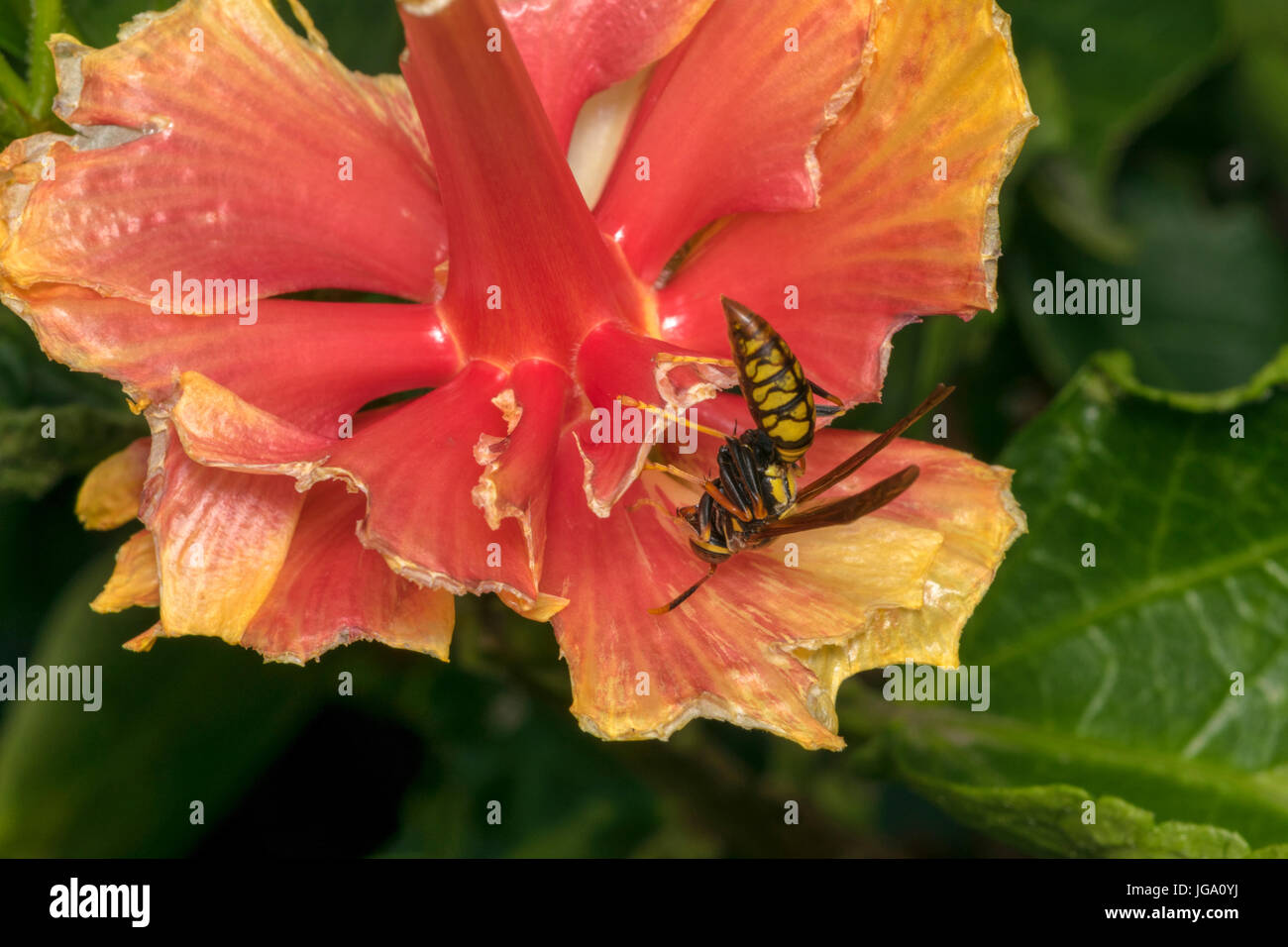 Wild wasp on a flower eaten by some bugs Stock Photo - Alamy