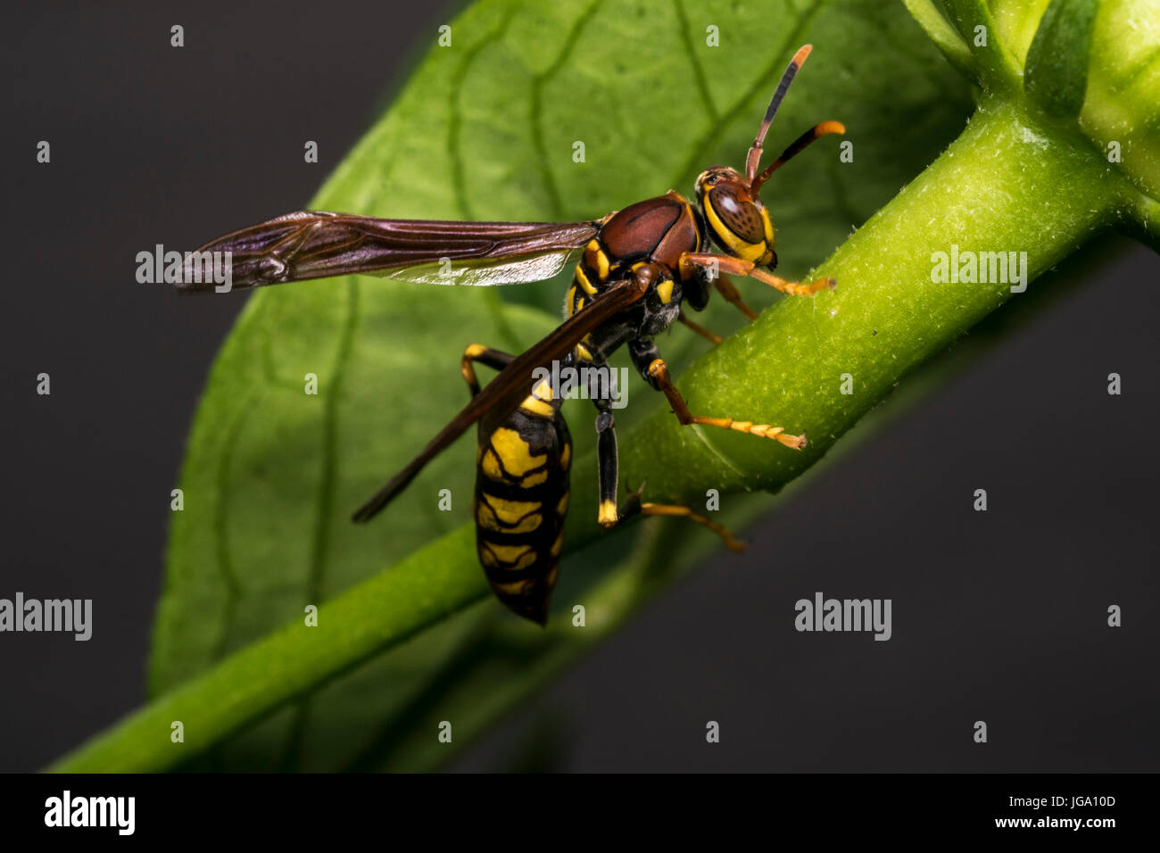Big wasp on a plant leaf Stock Photo - Alamy