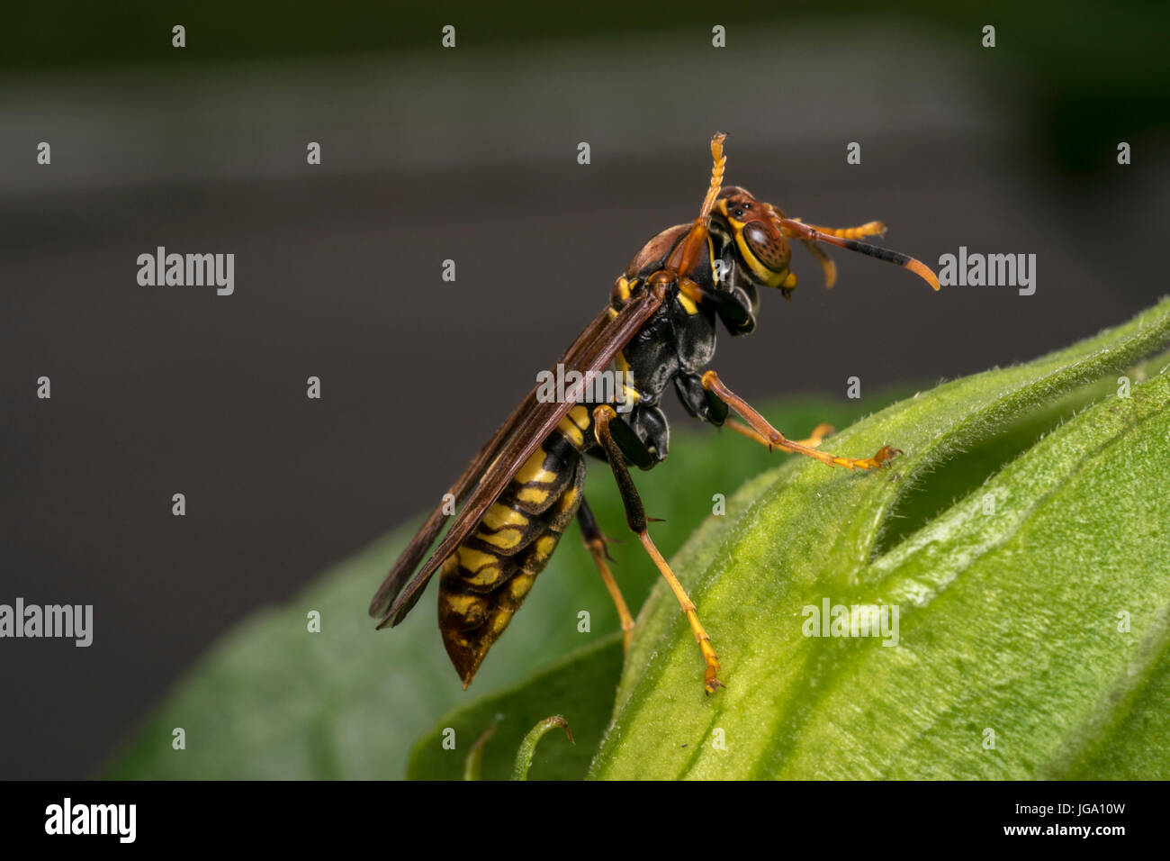 Big wasp on a plant leaf Stock Photo - Alamy