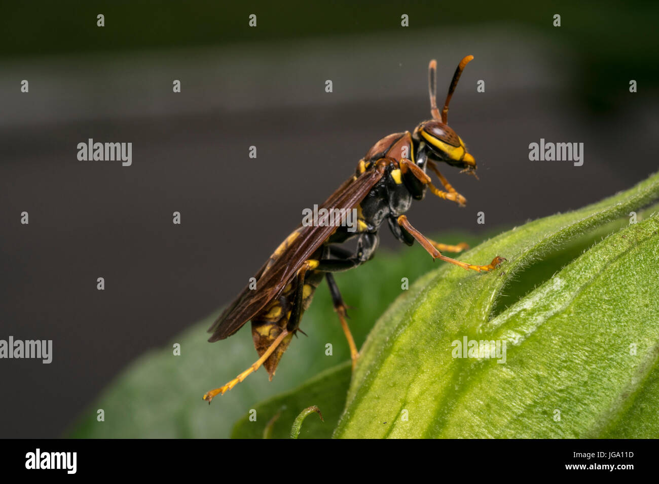 Big wasp on a plant leaf Stock Photo - Alamy