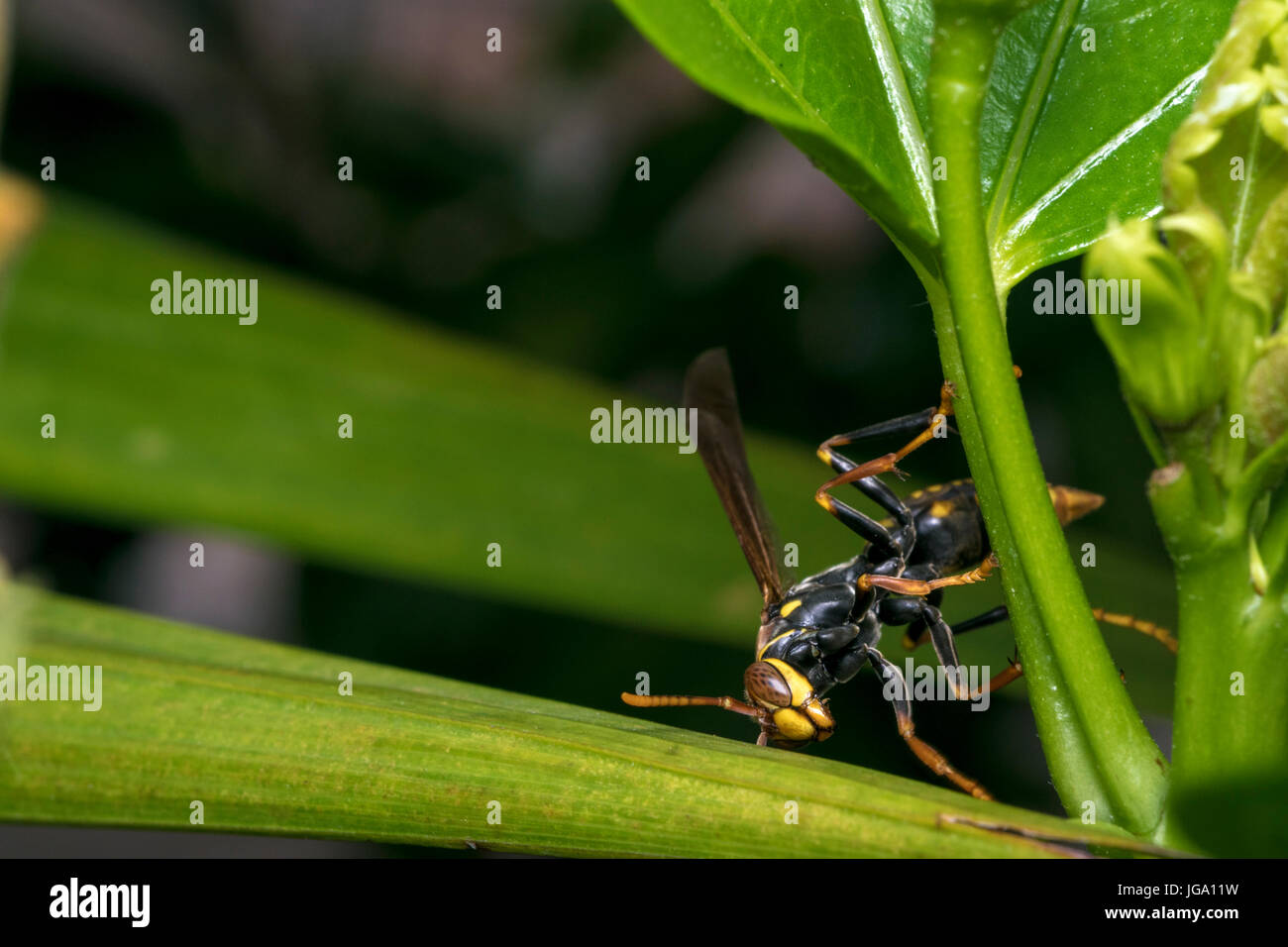 Big wasp on a plant leaf Stock Photo - Alamy
