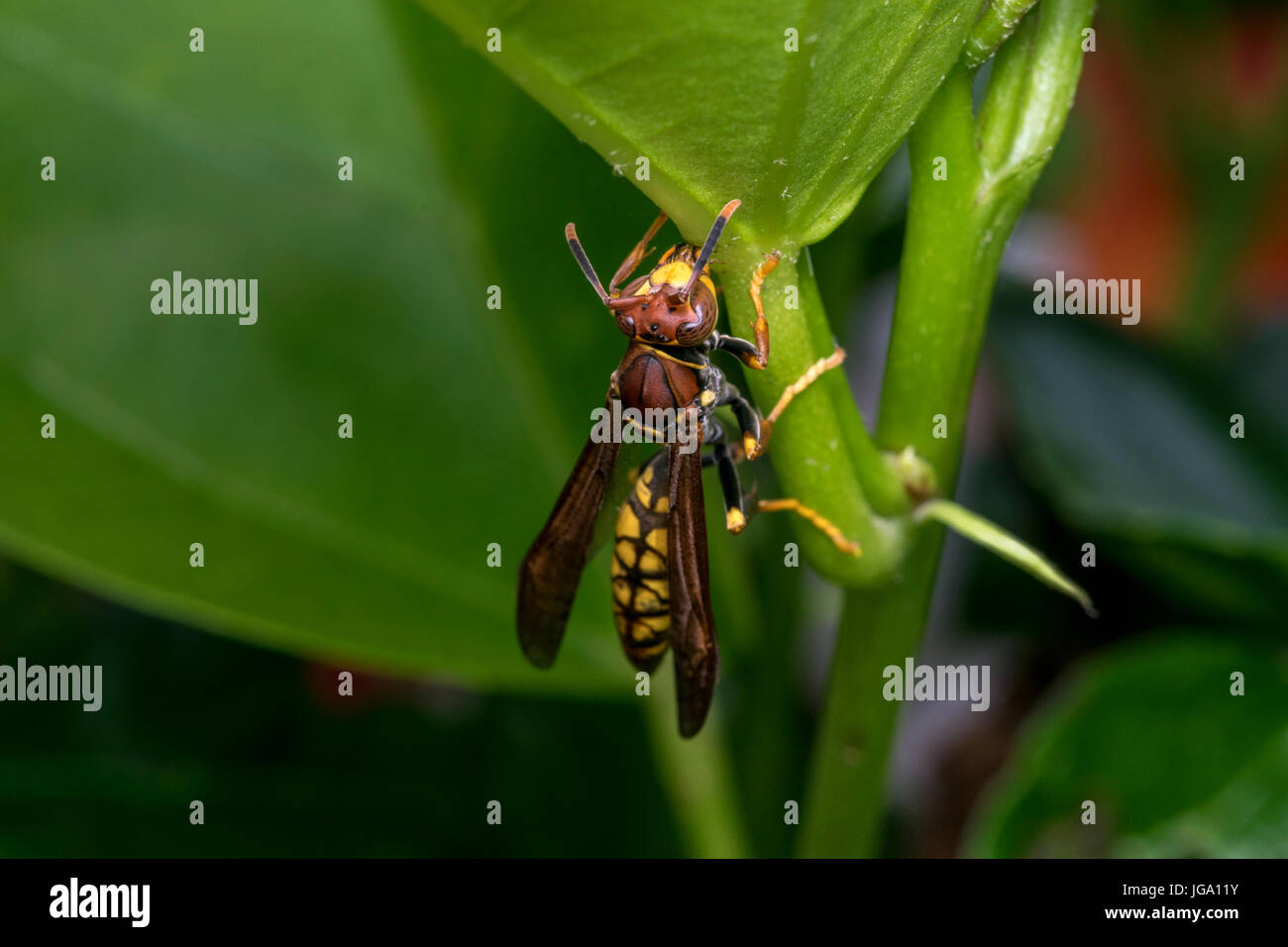 Big wasp on a plant leaf Stock Photo - Alamy