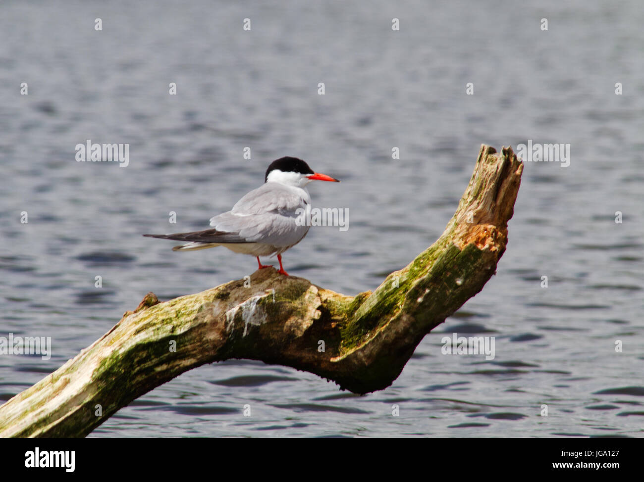 Common tern standing hi-res stock photography and images - Alamy