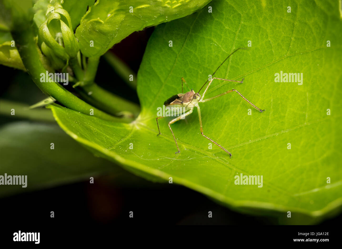 Hidden on the tree hi-res stock photography and images - Alamy