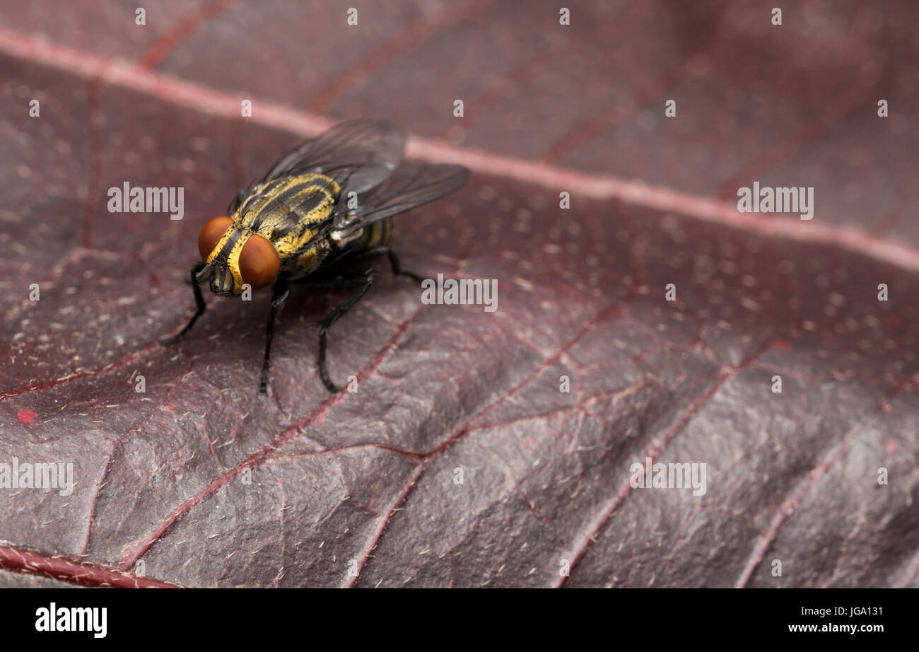 Yellow house fly on a red tree leaf Stock Photo - Alamy