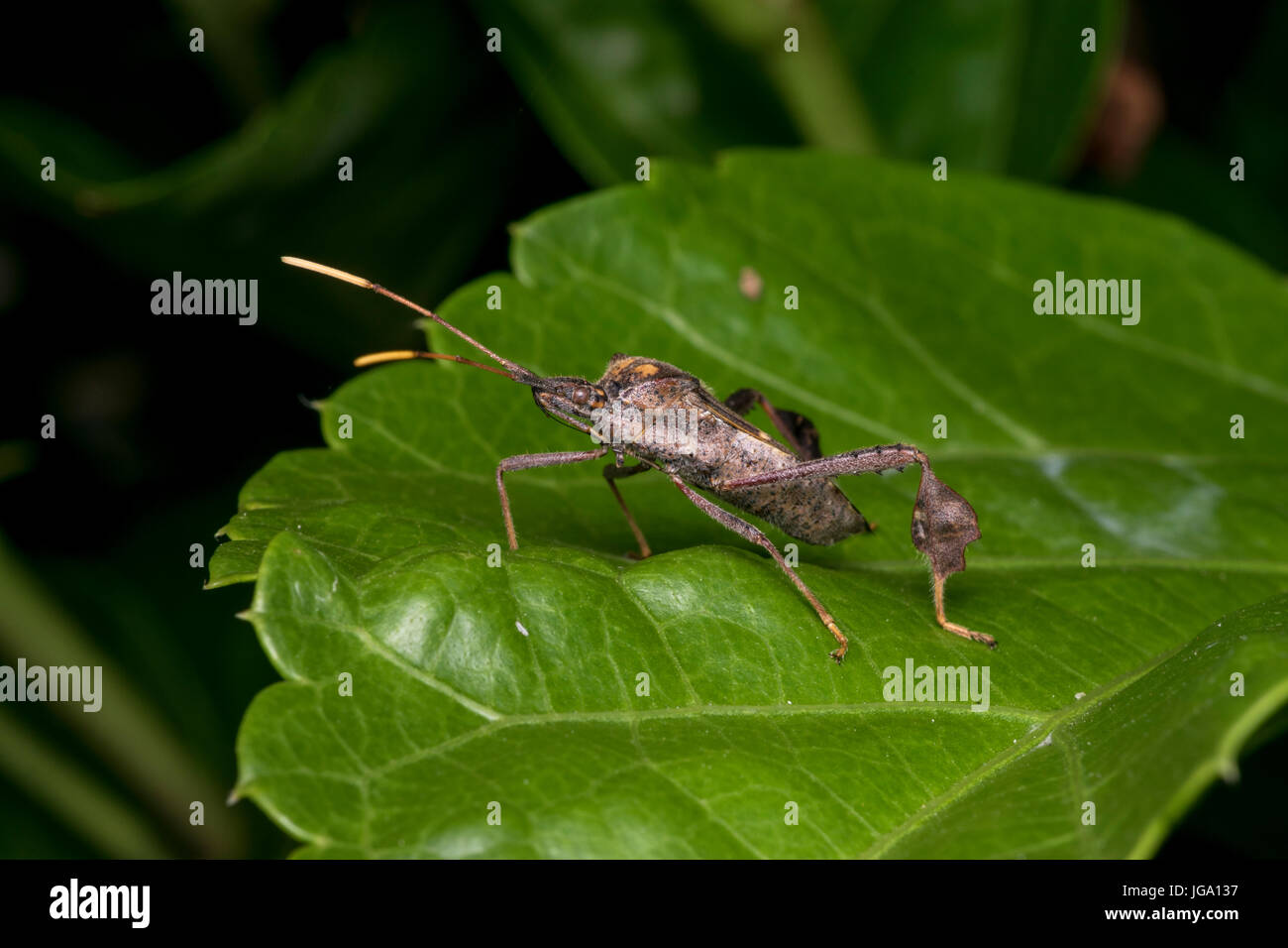 Reduviidae hi-res stock photography and images - Alamy