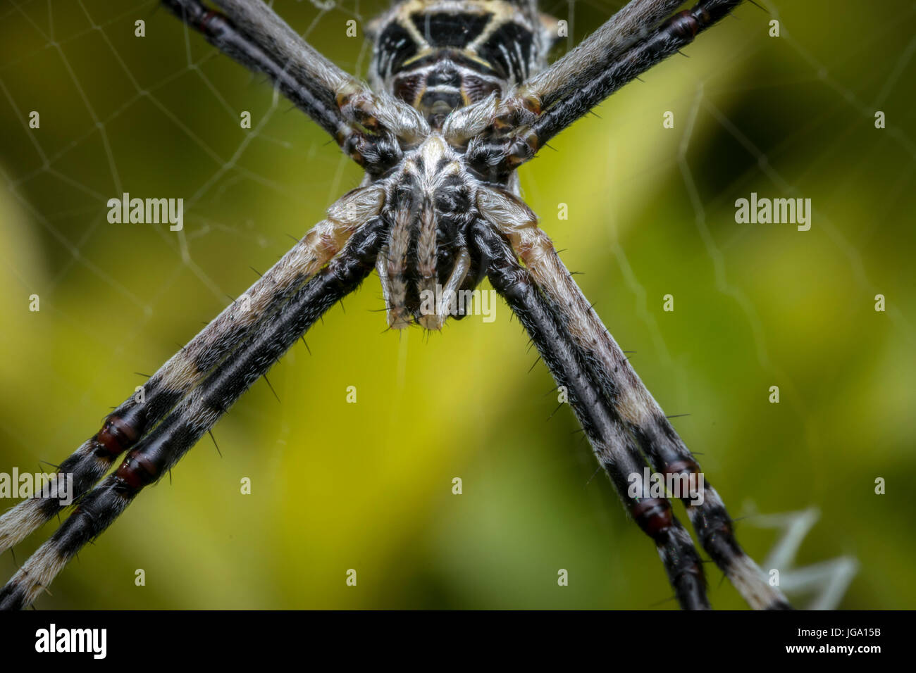 Wild spider waiting for prey in the forest Stock Photo - Alamy