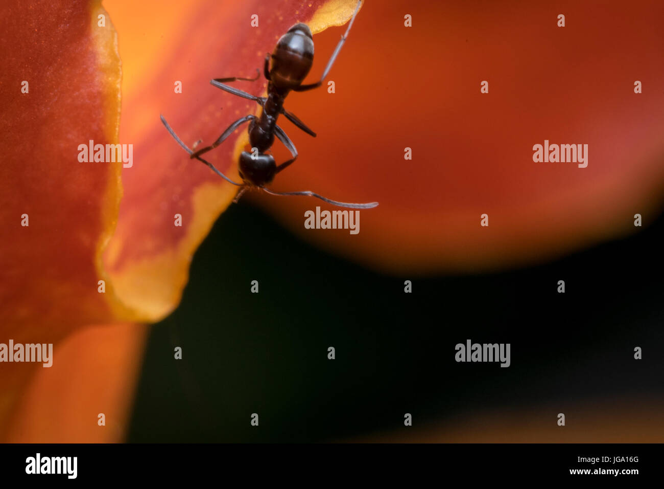 Ant cleaning itself while hanging on a flower petal Stock Photo - Alamy