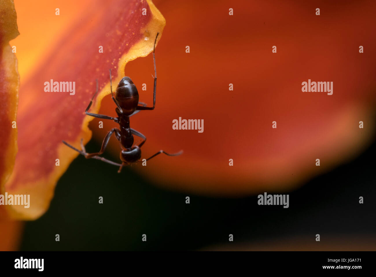 Ant cleaning itself hi-res stock photography and images - Alamy