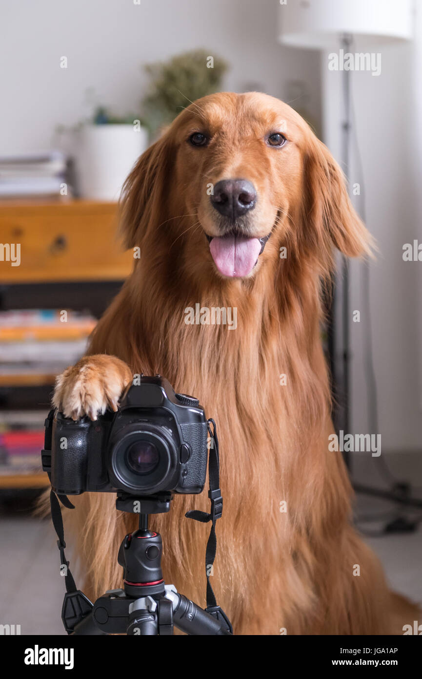 Golden Retriever to take pictures with the camera Stock Photo - Alamy