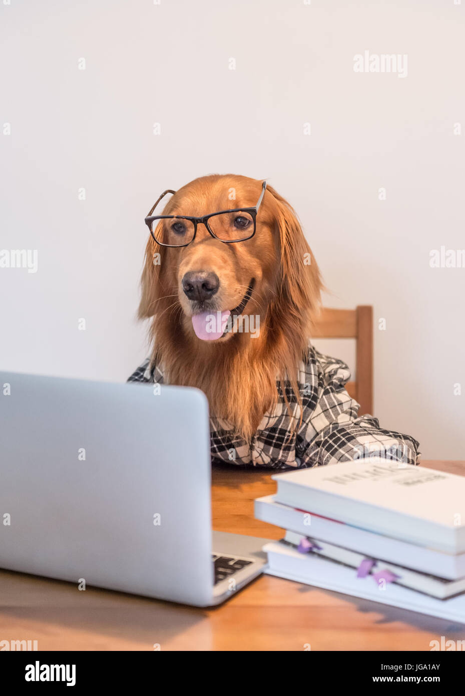 Golden Retriever in the use of computers Stock Photo - Alamy