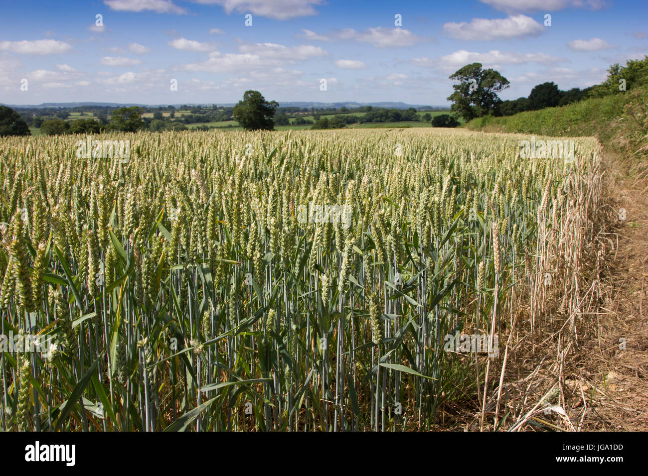 Image crop hi-res stock photography and images - Alamy