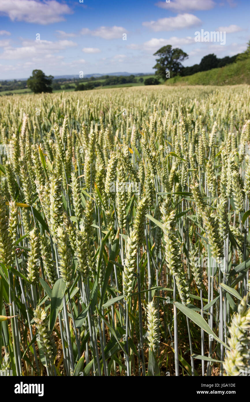 Agricultural staple crop hi-res stock photography and images - Alamy