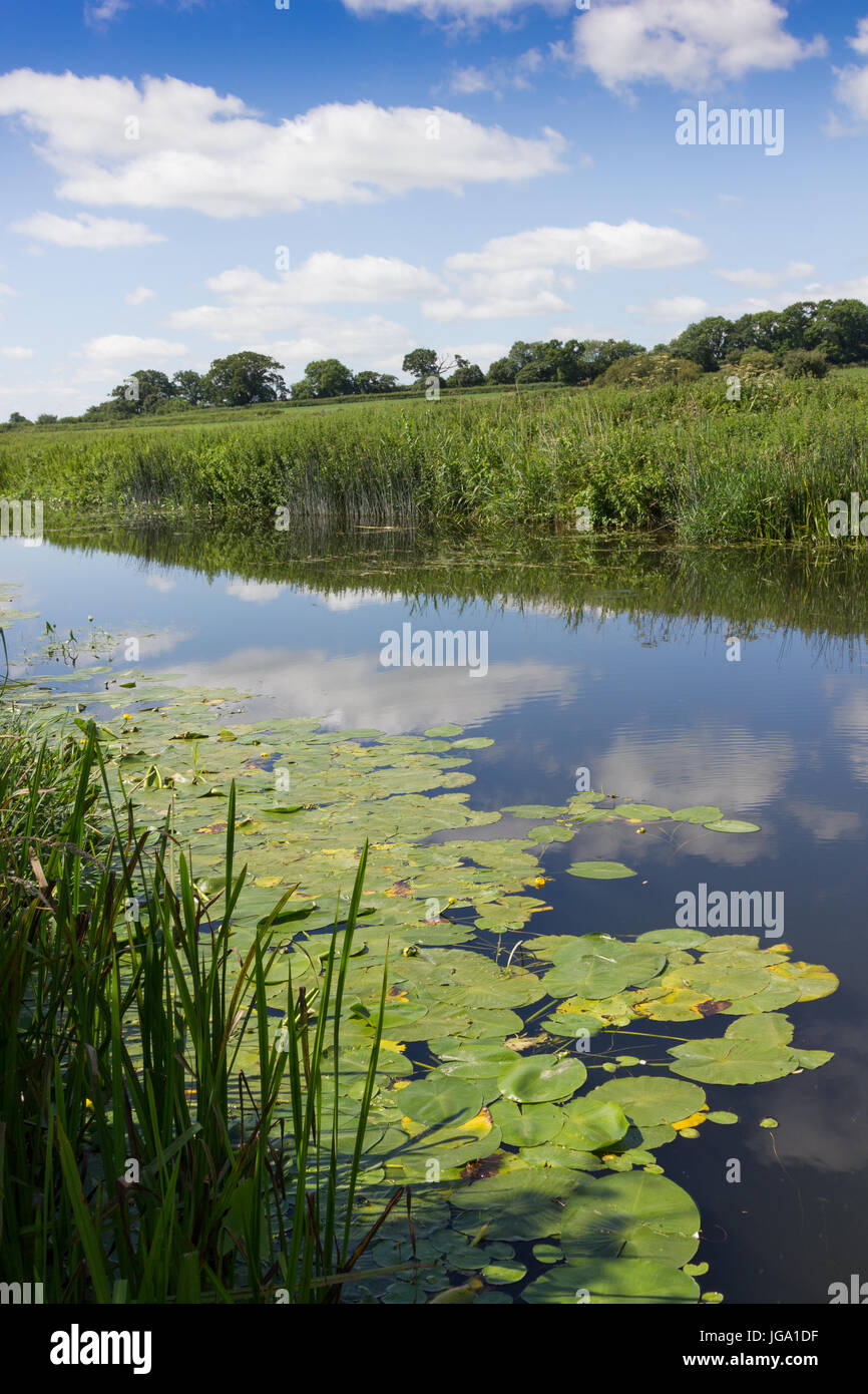 The River Stour in Dorset Stock Photo - Alamy