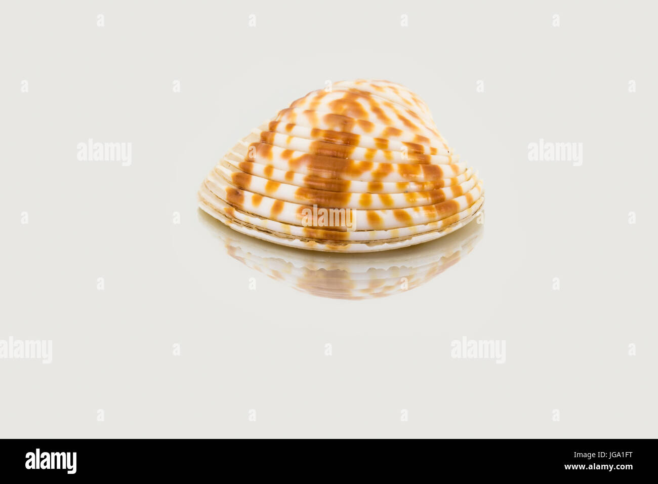 Beautiful sea shell,Chione paphia, isolated on a mirror background ...