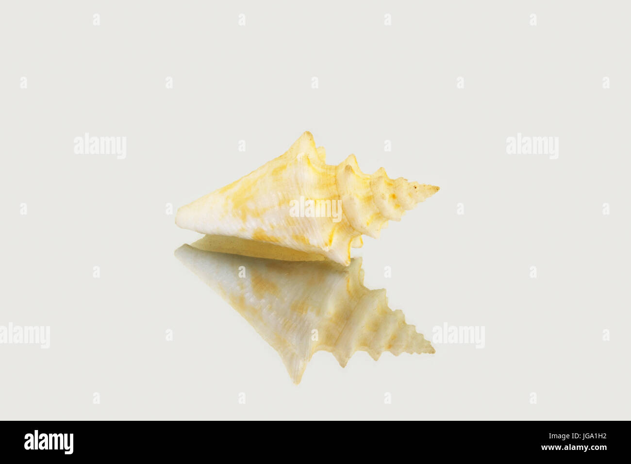 Beautiful sea shell,Polygonus Latirus, isolated on a mirror background ...