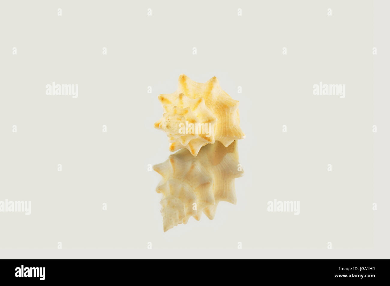 Beautiful sea shell,Polygonus Latirus, isolated on a mirror background ...