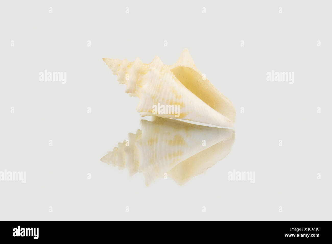 Beautiful sea shell,Polygonus Latirus, isolated on a mirror background ...