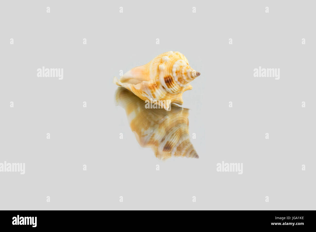 Beautiful sea shell,polygonus Latirus , isolated on a mirror background ...