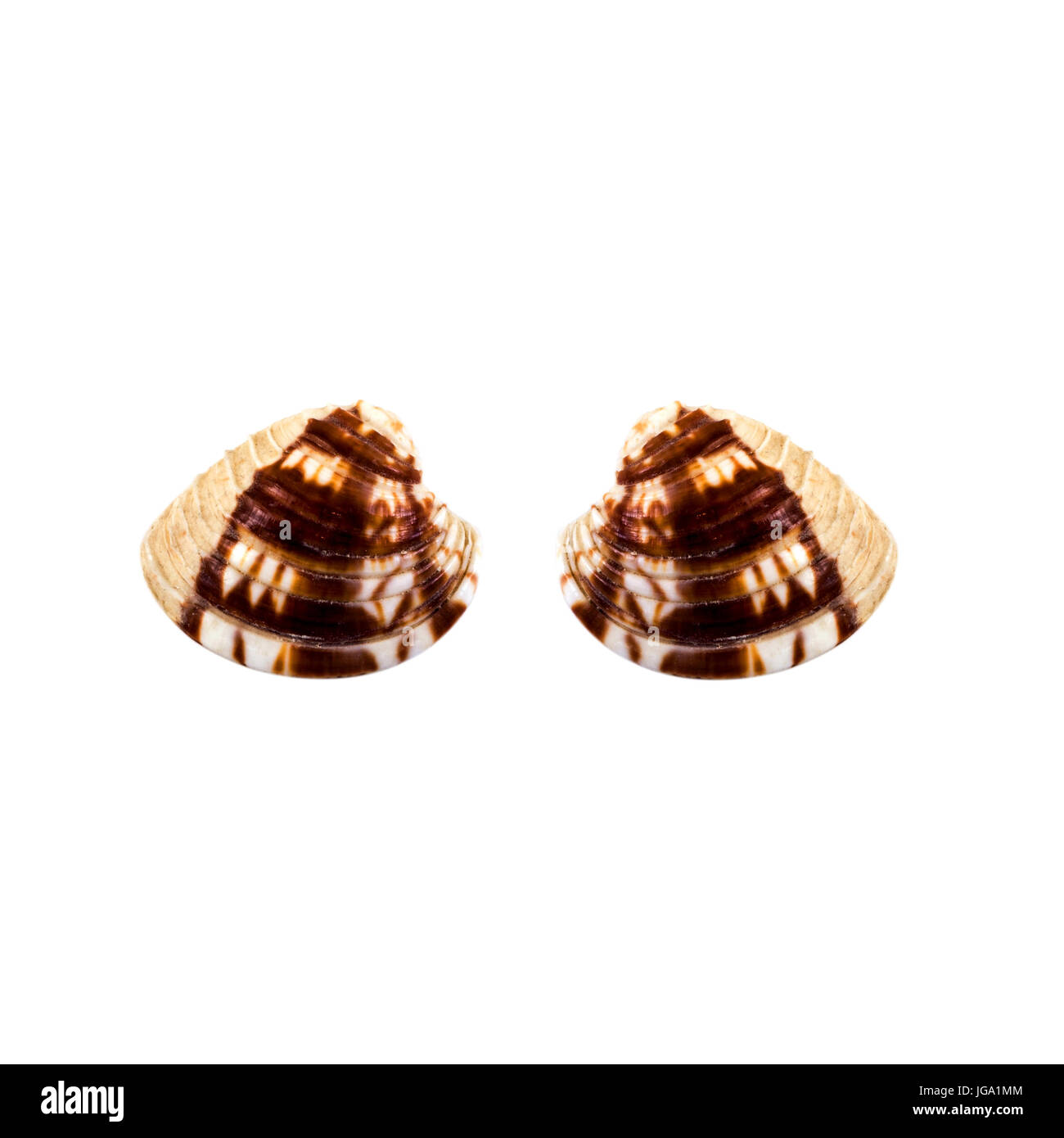Beautiful sea shell,Chione paphia, isolated on white background view ...