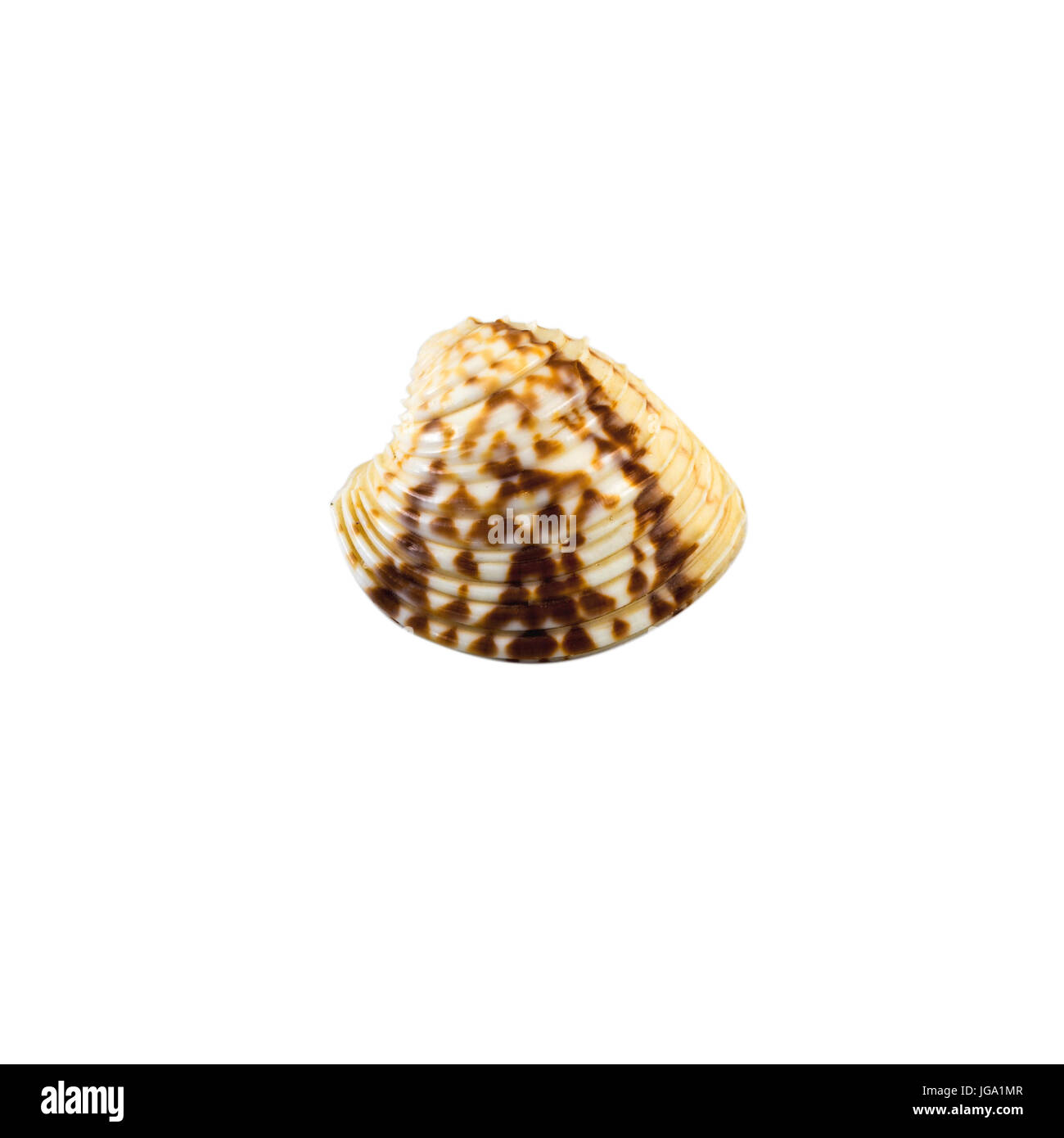 Beautiful sea shell,Chione paphia, isolated on white background view ...