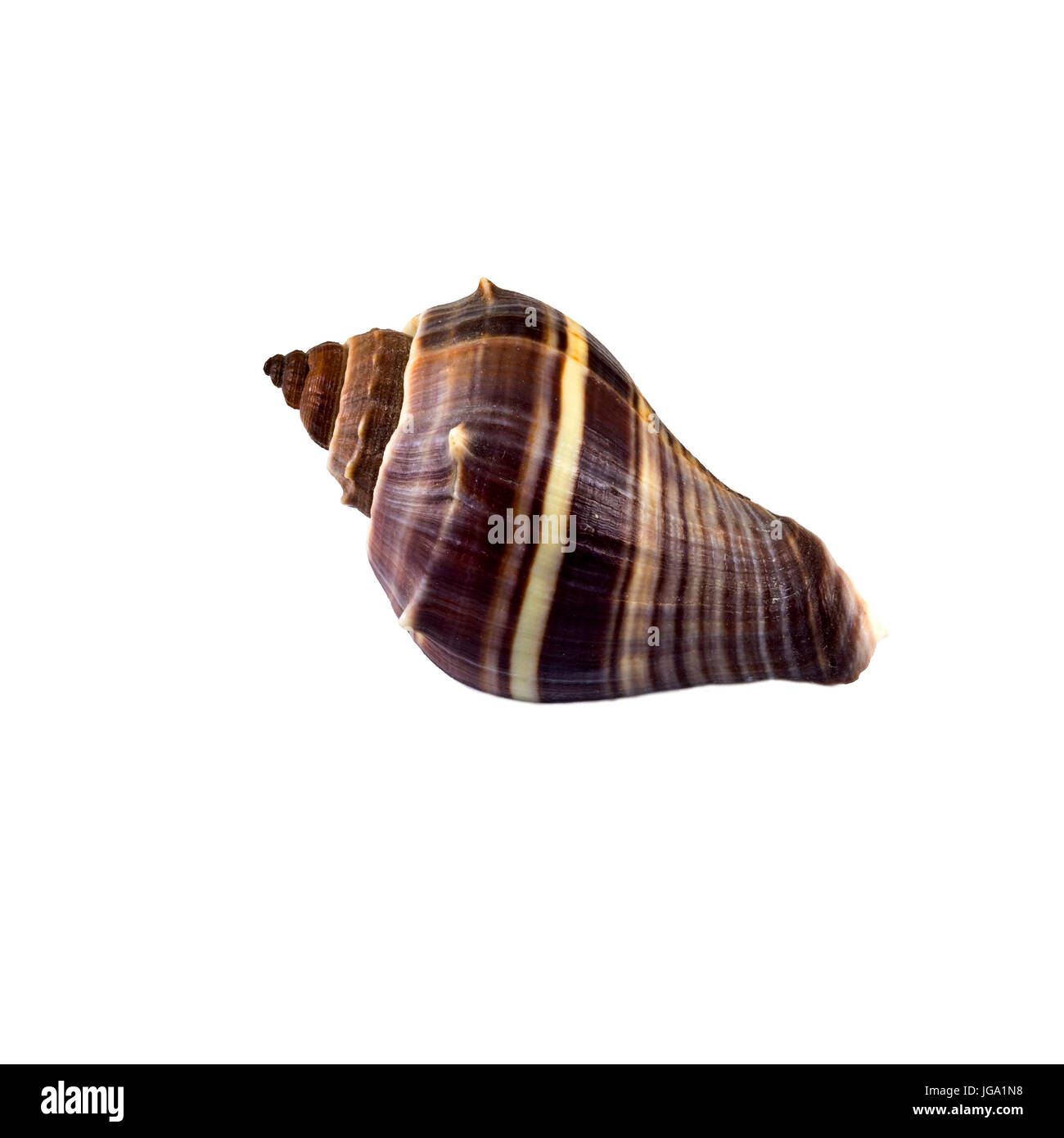 Beautiful sea shell,turbinella angulata, isolated on white background ...