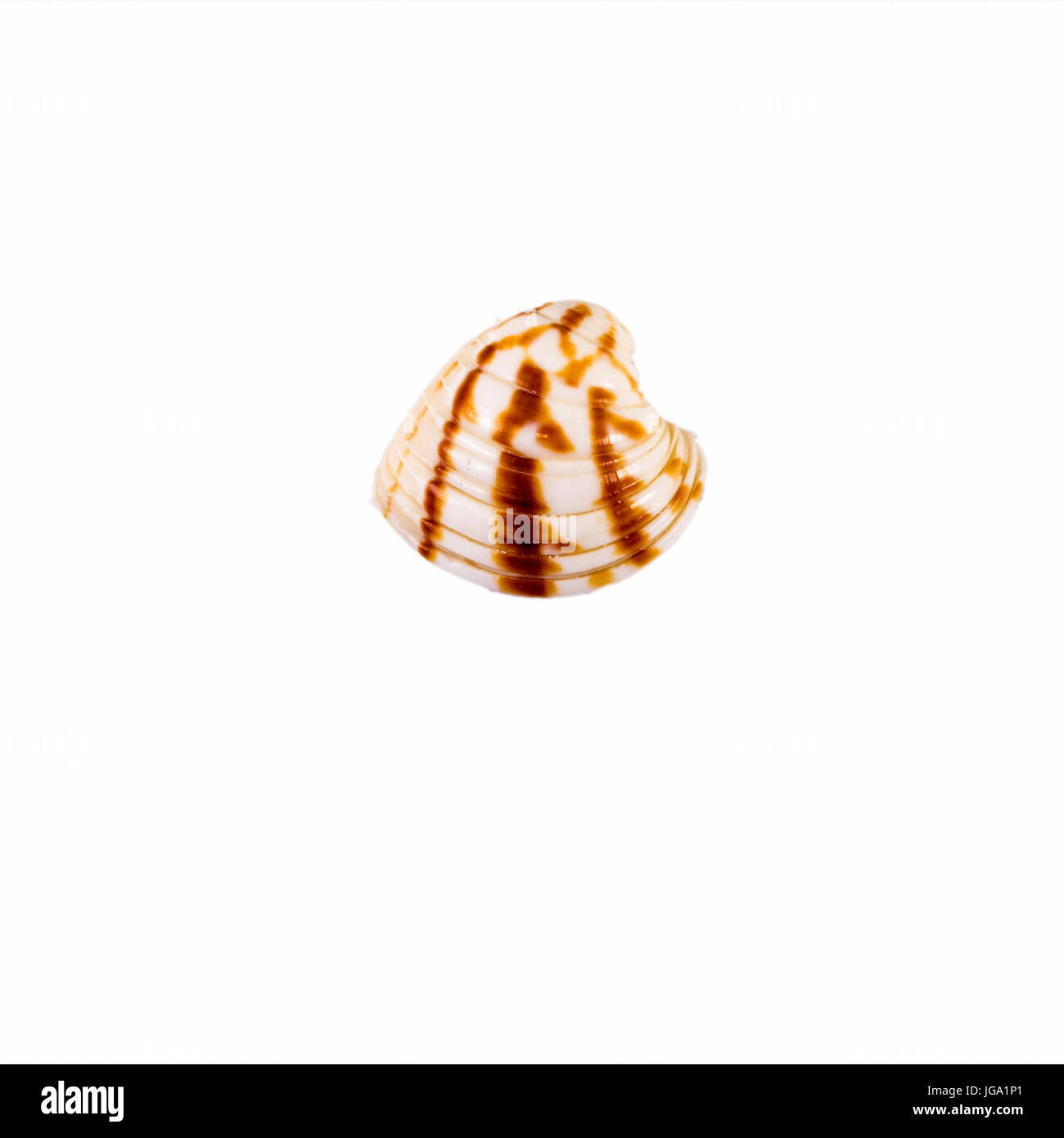 Beautiful sea shell,Chione paphia, isolated on white background view ...
