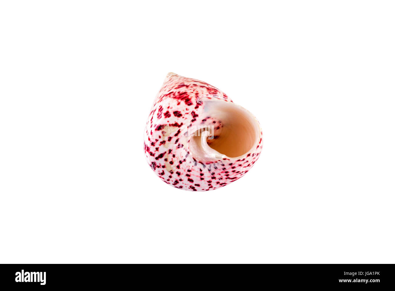 Beautiful sea shell,Trochus niloticus, isolated on white background ...