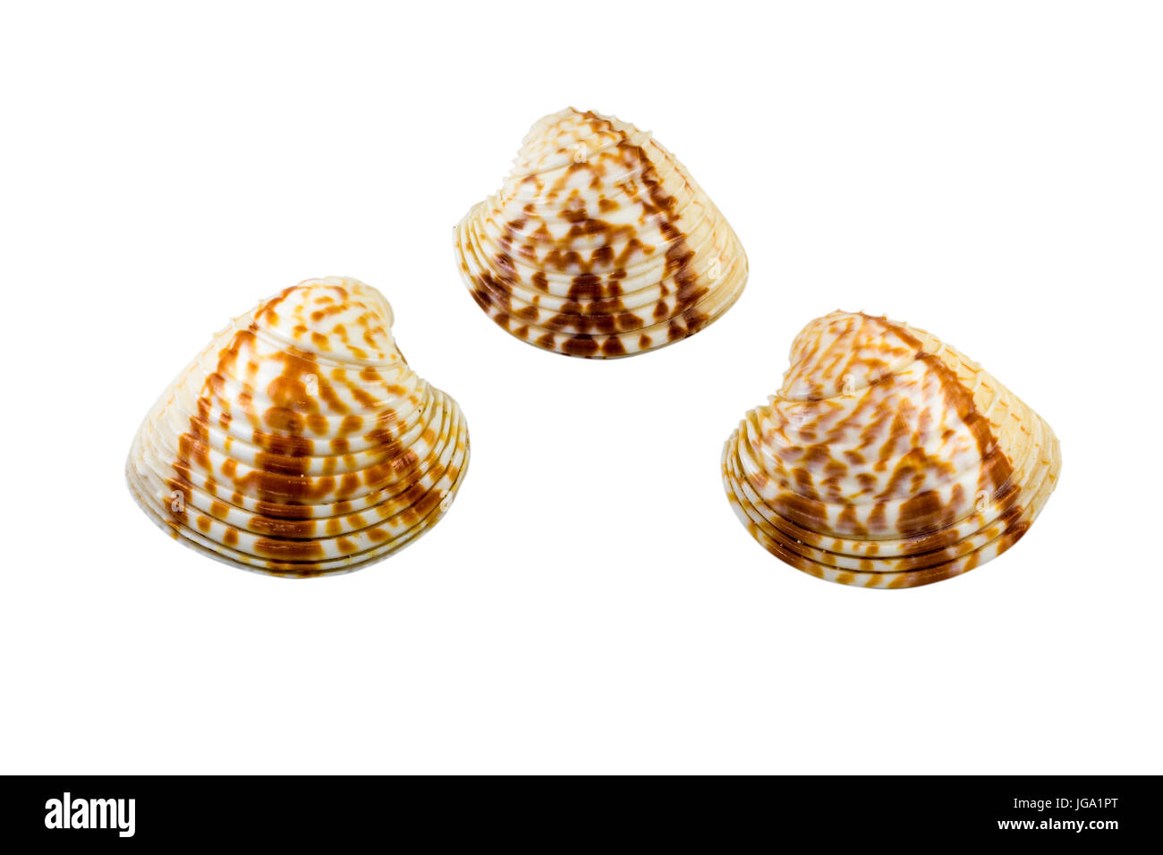 Beautiful sea shell,Chione paphia, isolated on white background view ...
