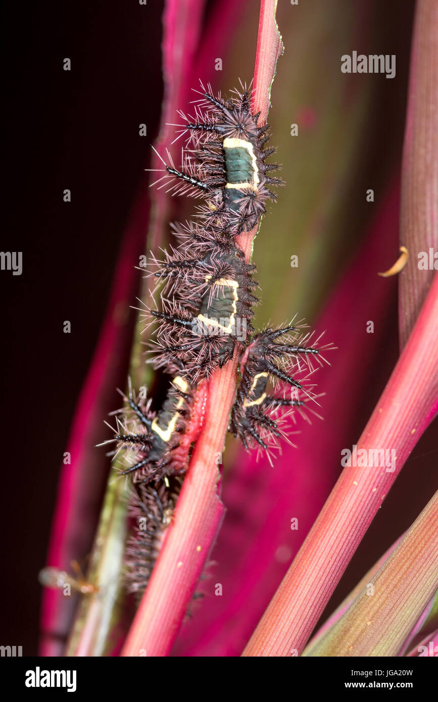 Acharia hi-res stock photography and images - Alamy