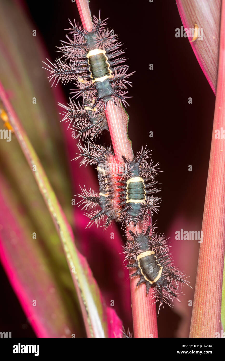 Acharia hi-res stock photography and images - Alamy