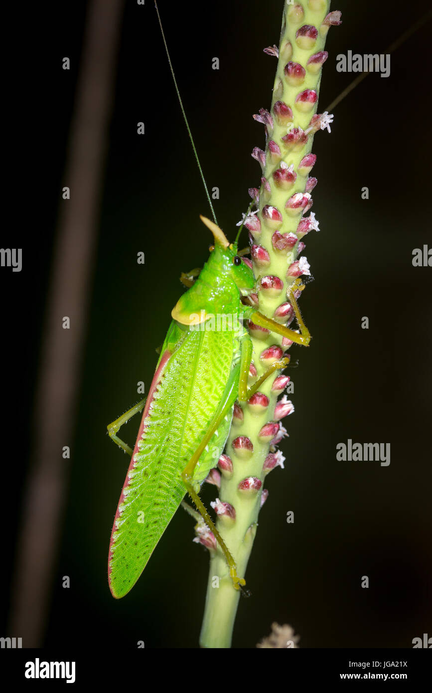 Copiphora rhinoceros hi-res stock photography and images - Alamy