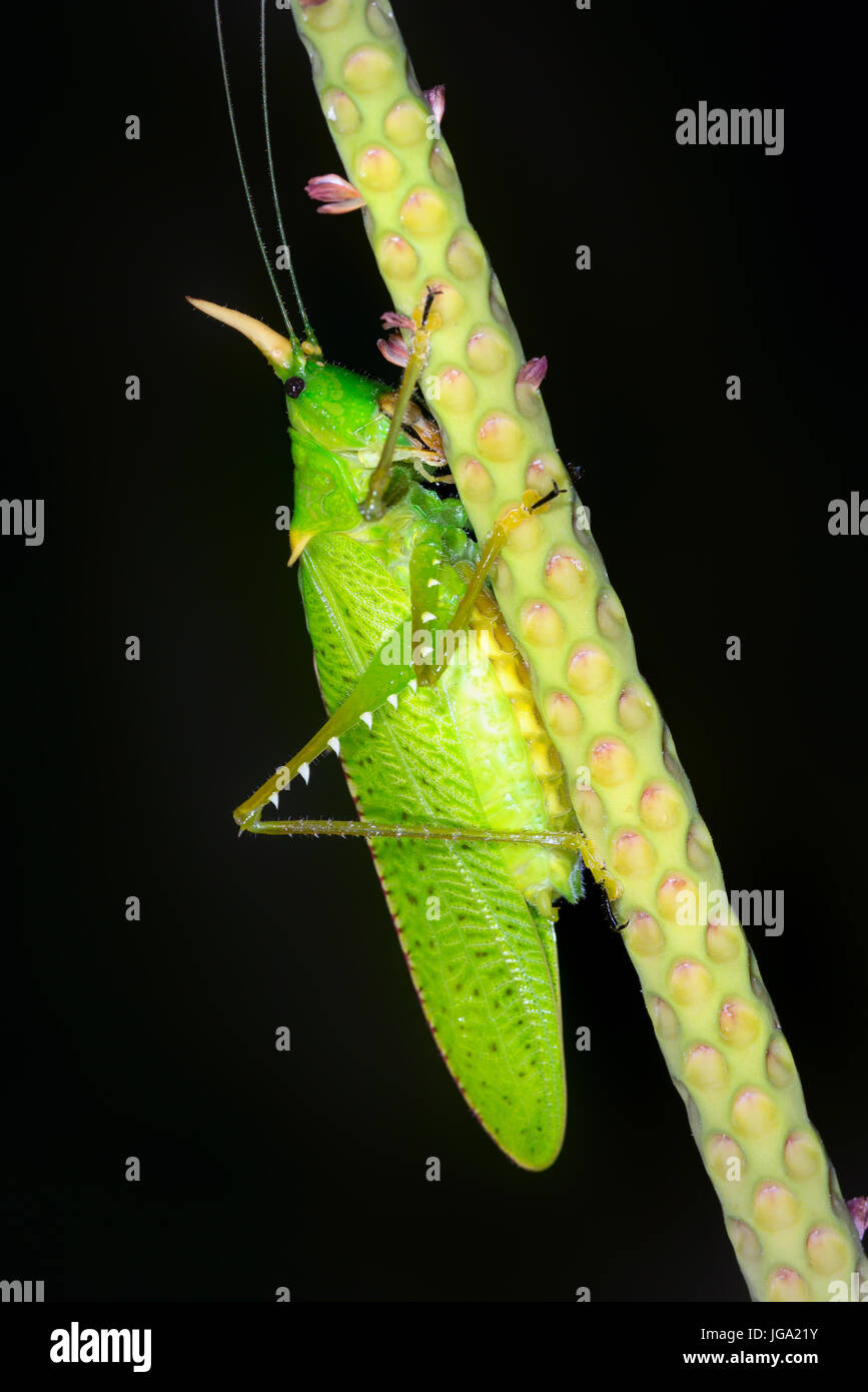 Leaf Mimic Katydid Costa Rica High Resolution Stock Photography and ...