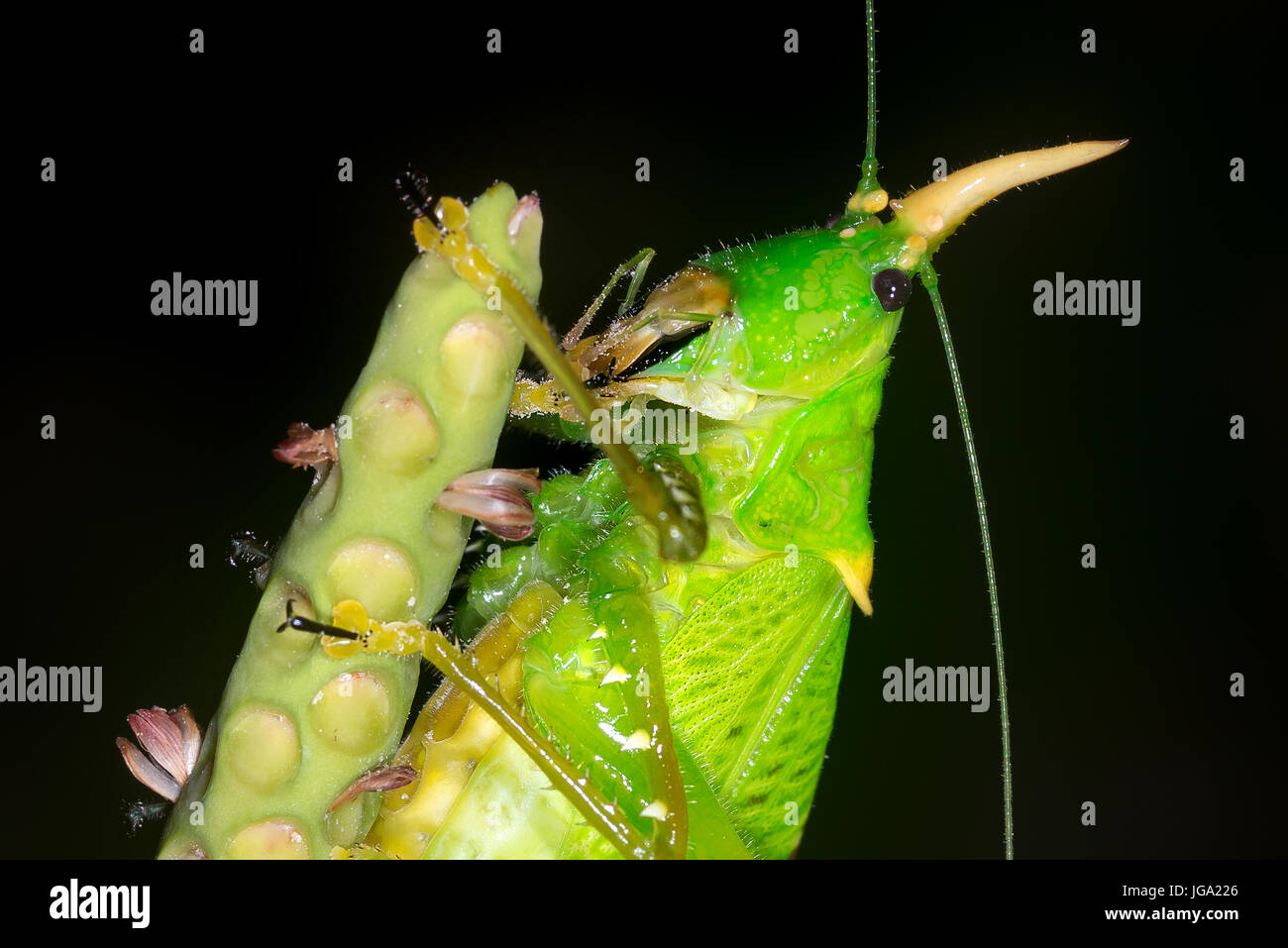 Rhinoceros Spearbearer Katydid, “Copiphora rhinoceros”- Tortuguero ...