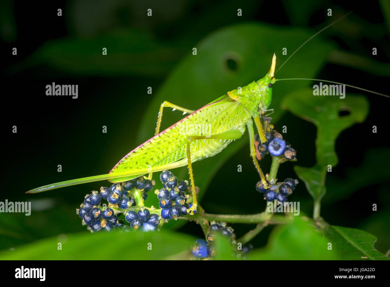 Leaf Mimic Katydid Costa Rica High Resolution Stock Photography and ...