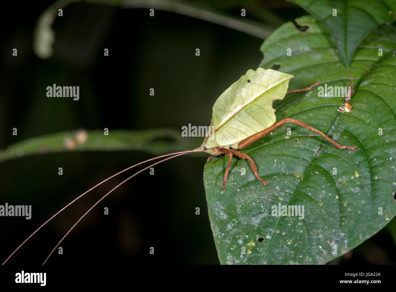 Leaf Katydid, “Mimetica crenulata”-Tortuguero, Costa Rica Stock Photo ...