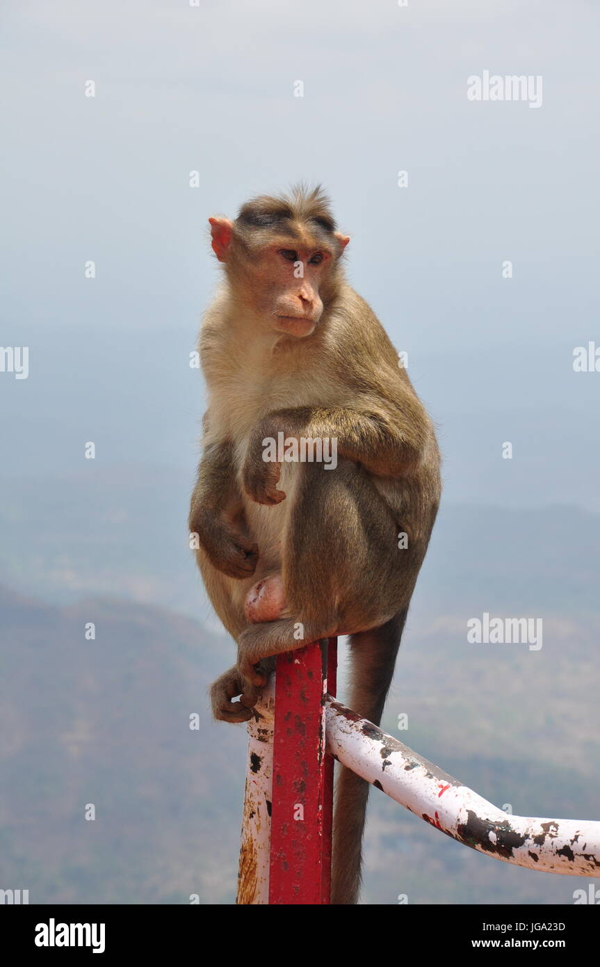 Monkey on pole hi-res stock photography and images - Alamy