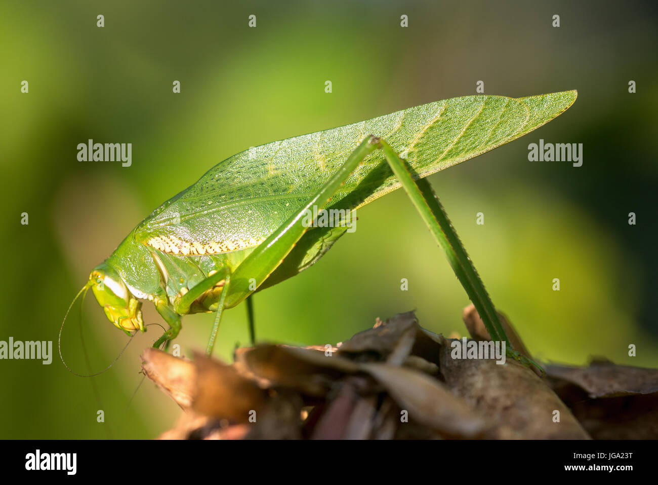 Katydid, “Philophyllia guttulata”-La Selva, Costa Rica Stock Photo - Alamy